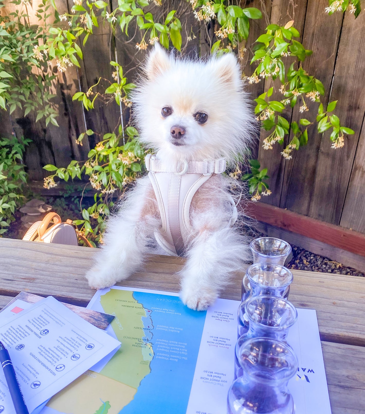 How It Works – Wags & Wine Subscription Boxes